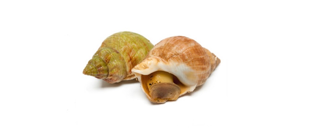 Bulots - cuits | Au Grand Bleu